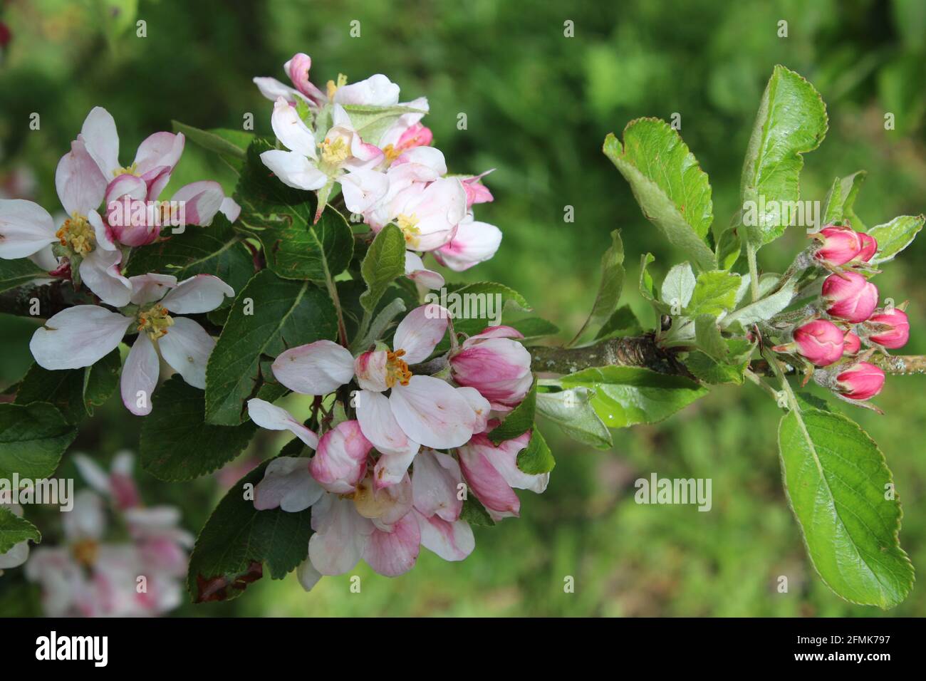 Macintosh Apple Tree Blossoms