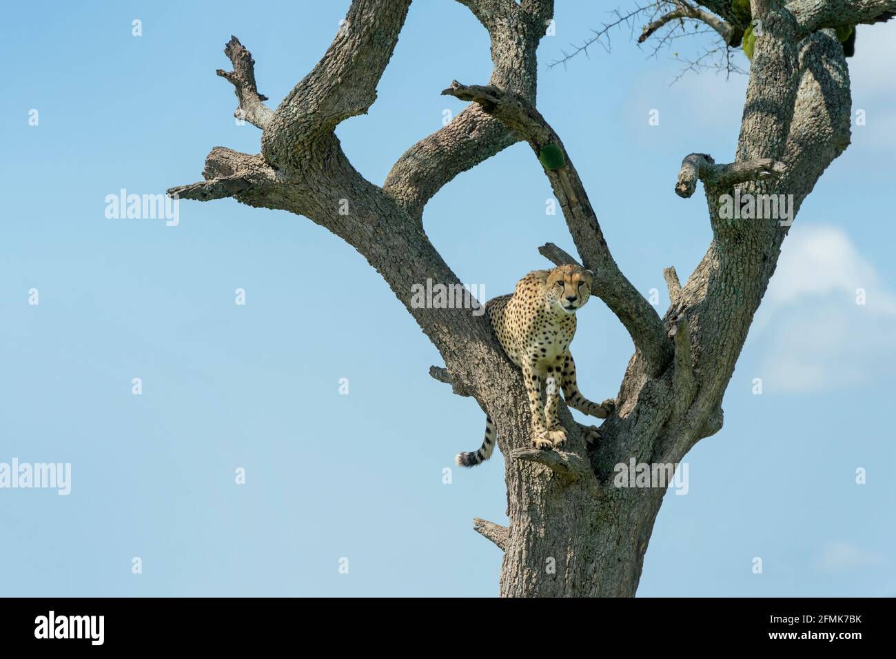 Big tree low angle hi-res stock photography and images - Alamy