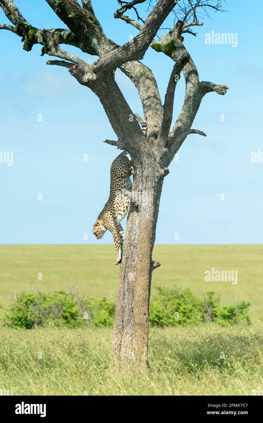 Cheetah (Acinonyx jubatus) climbing down from acacia tree, Masai Mara ...