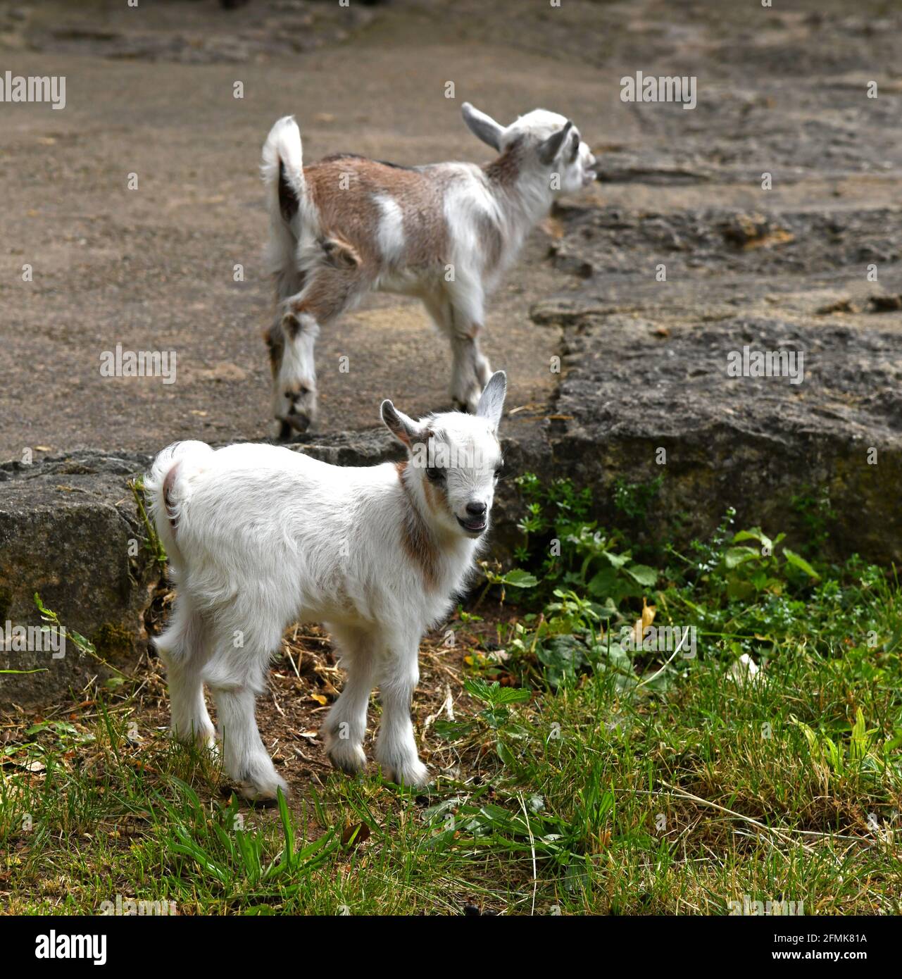 Cute little cow goat hi-res stock photography and images - Alamy