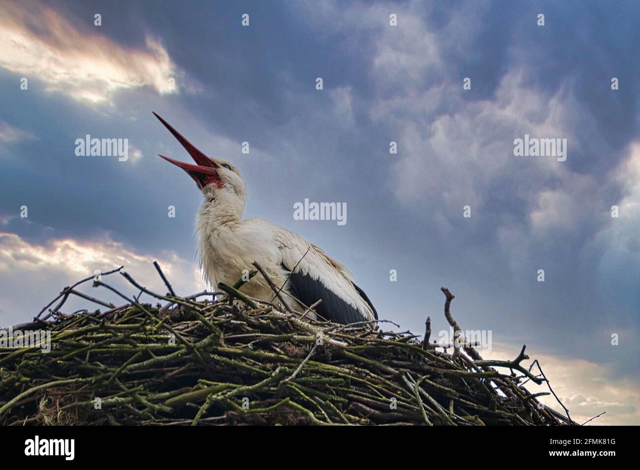 White stork at nesting site. 1994 Bird of the Year in Germany. Wildlife ...