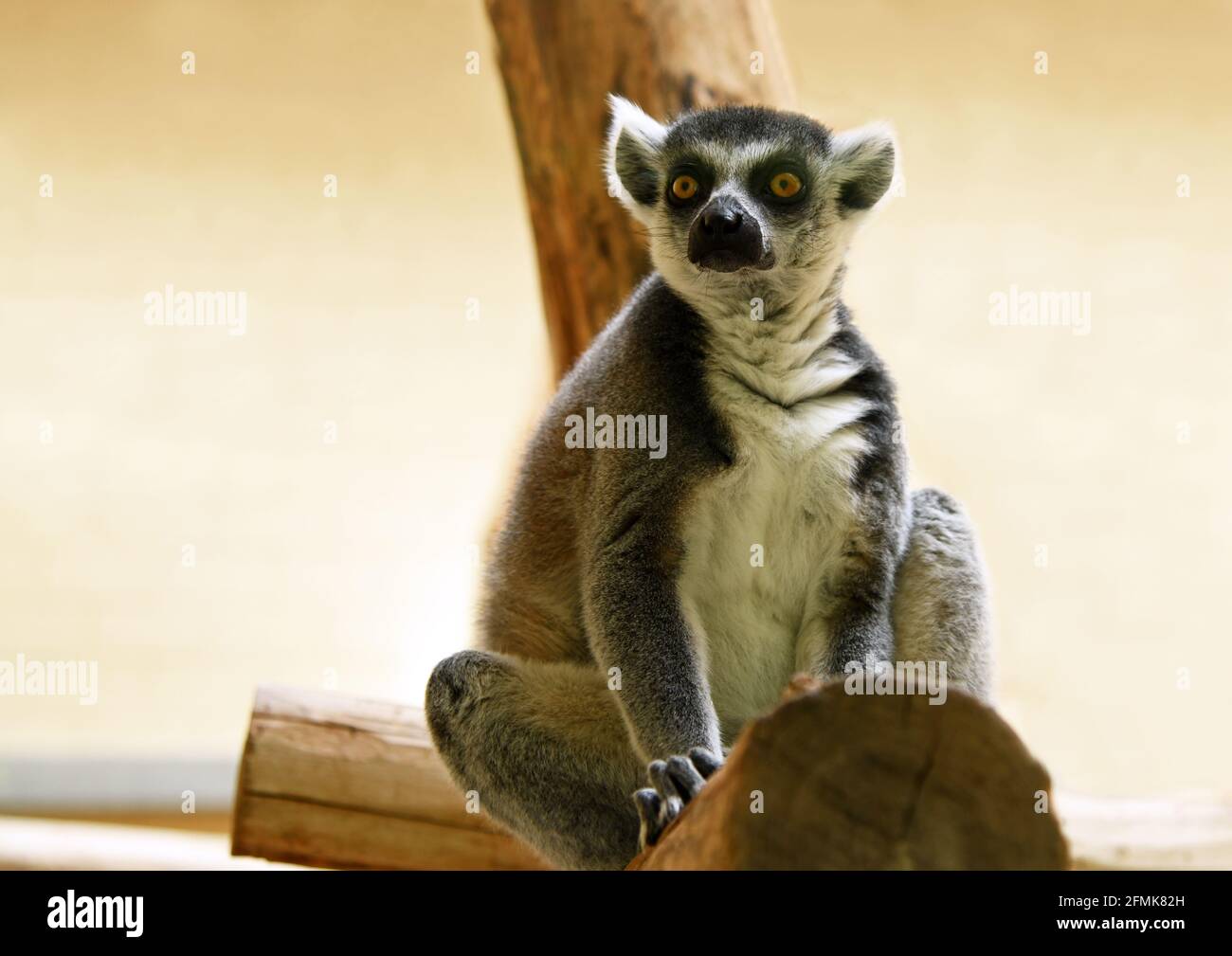 Monkey ghost hi-res stock photography and images - Alamy