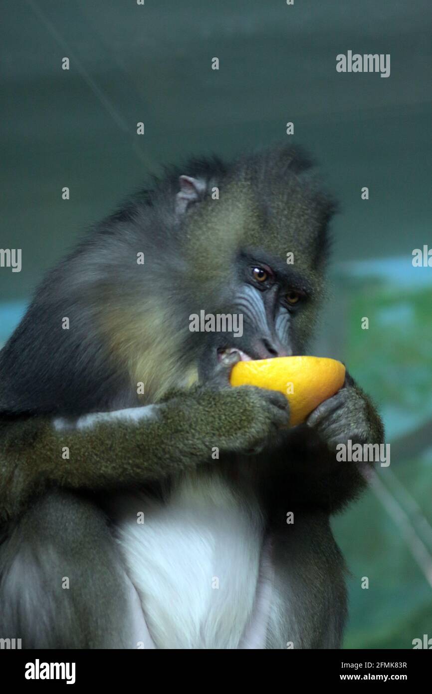 close up portrait of madrill eating grape-fruit in the zoo Stock Photo ...