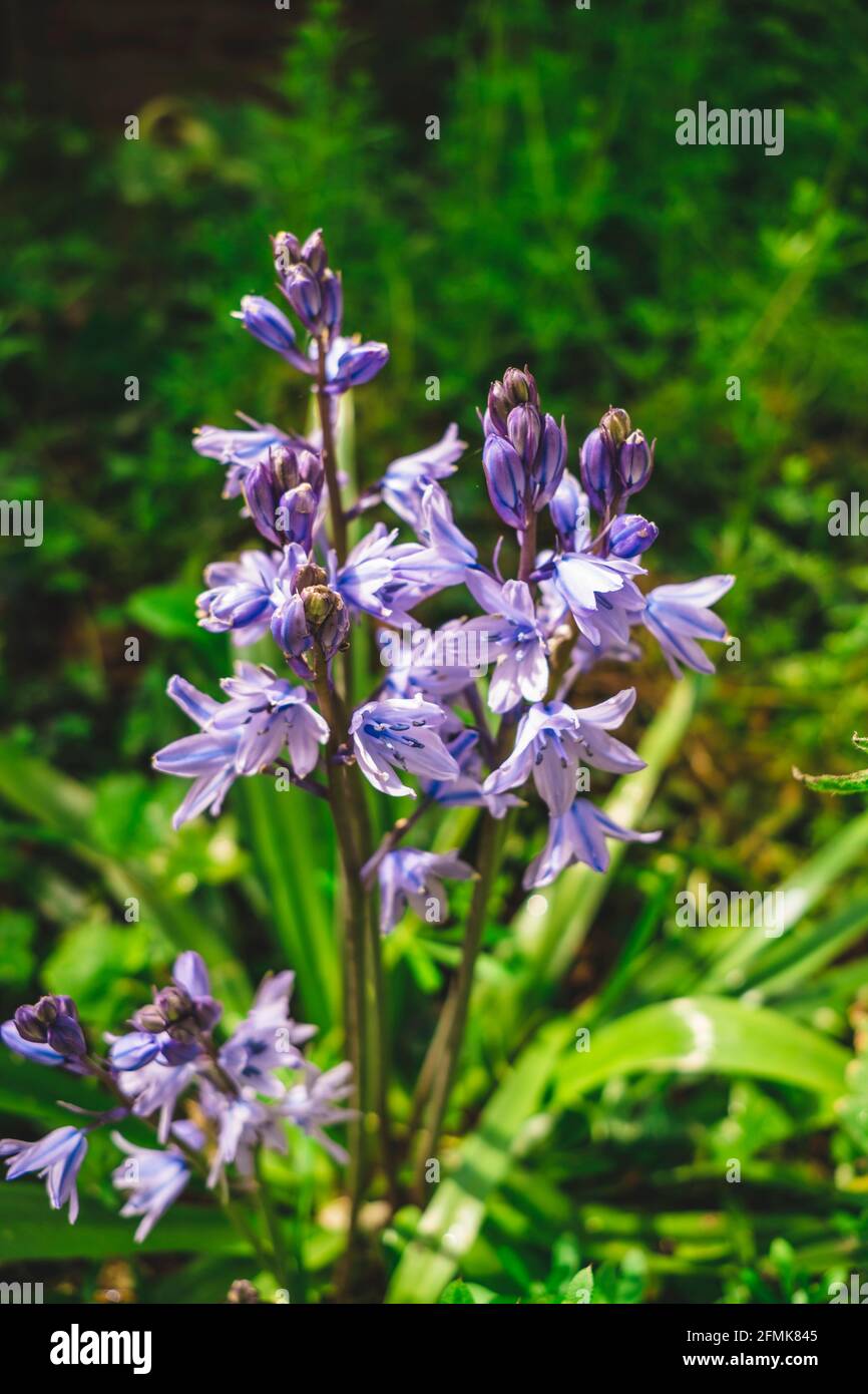 Park and forest flora and fauna UK Stock Photo - Alamy
