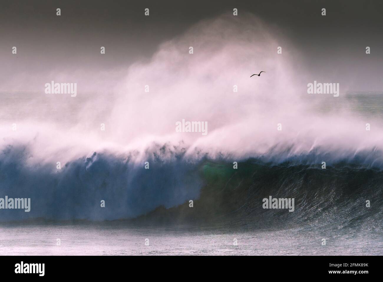 A seagull flying through spray blown off a large wave by strong ...