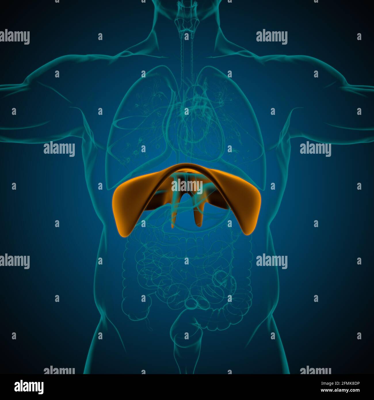 Diaphragm Human Respiratory System Anatomy For Medical Concept 3D ...