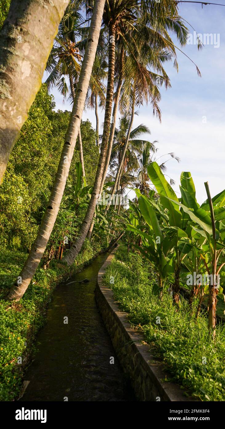 Tropical rural landscape Stock Photo - Alamy