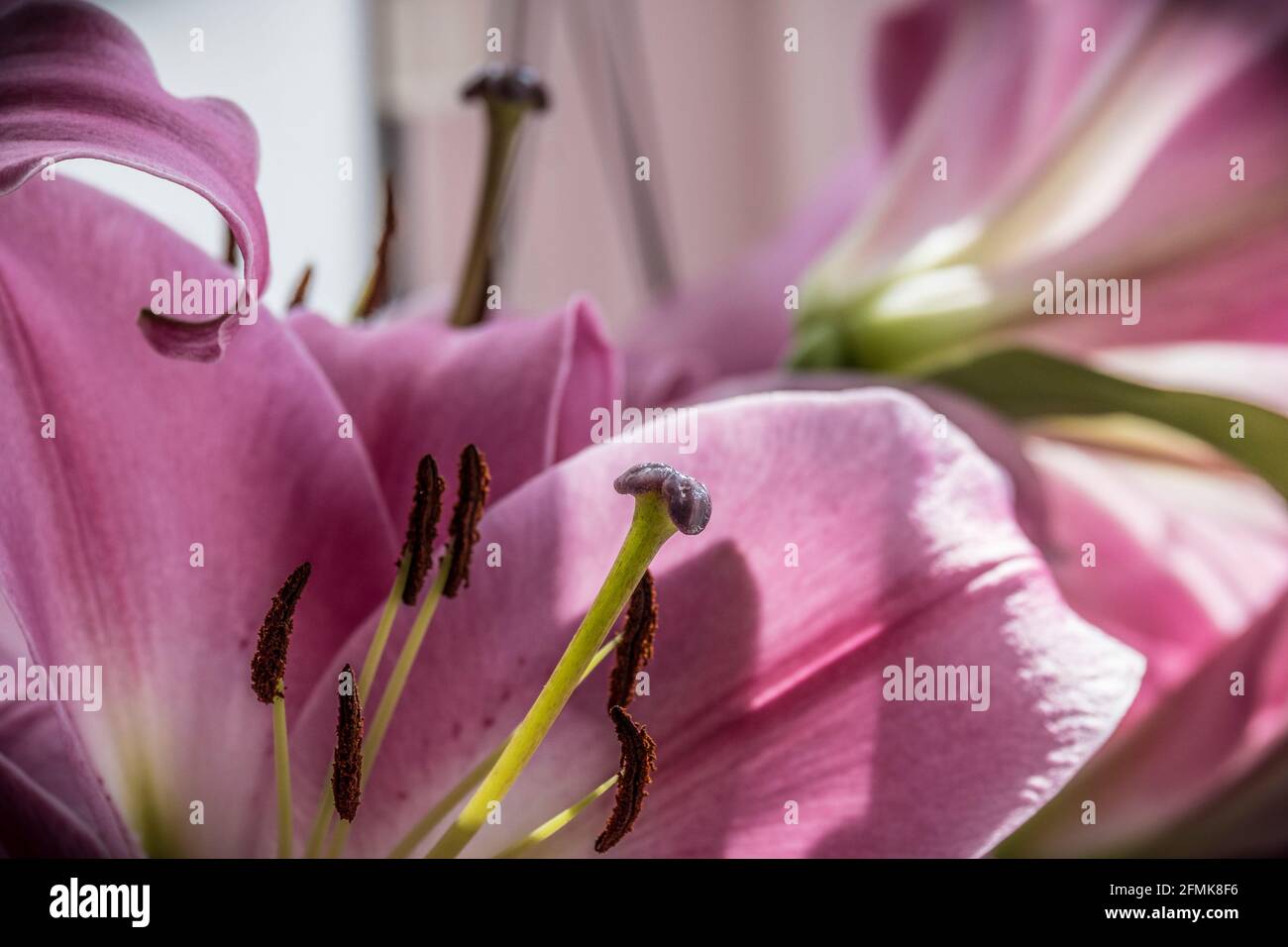 Parts of a lily hi-res stock photography and images - Alamy