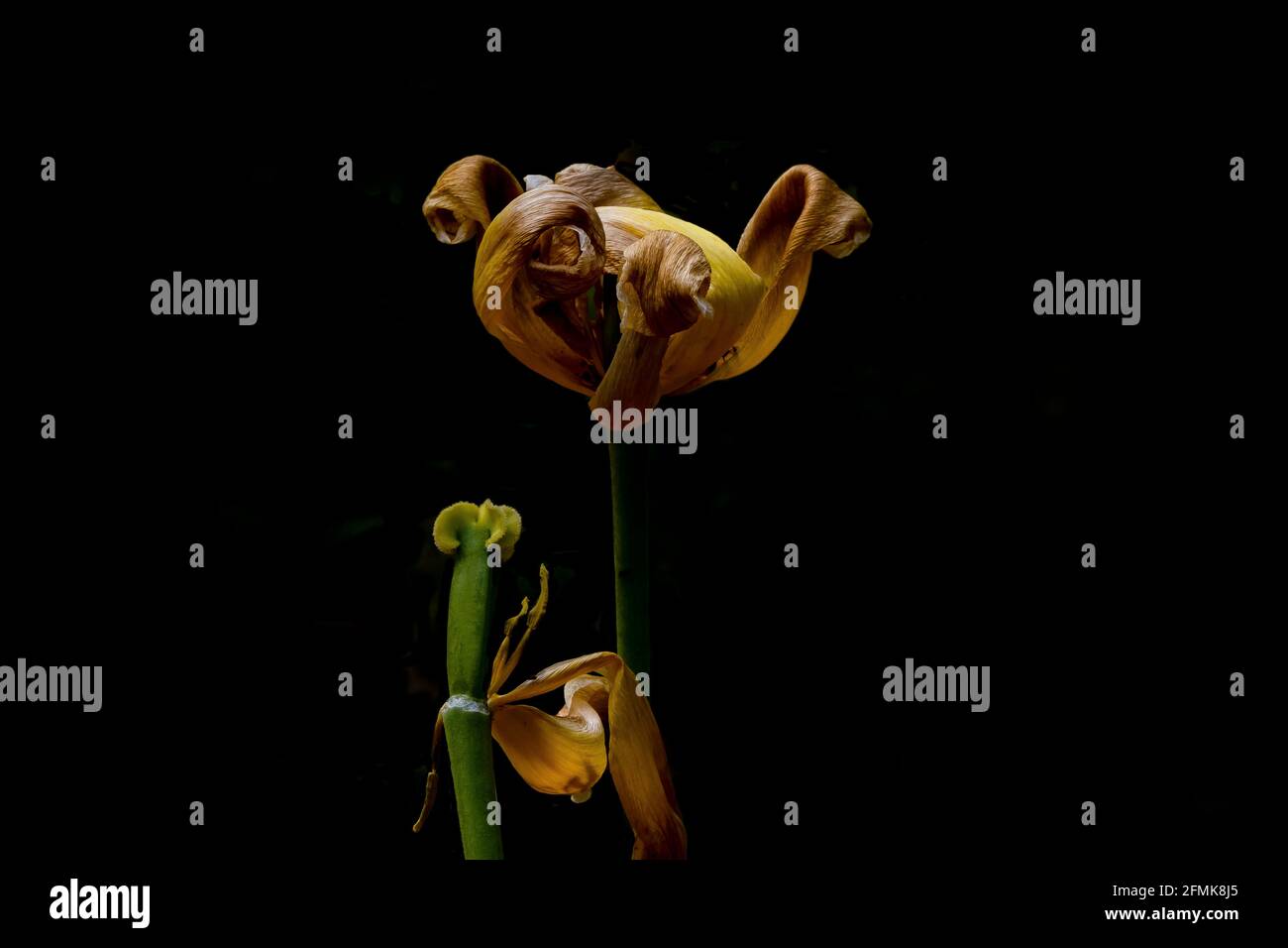 Dying tulips hi-res stock photography and images - Alamy