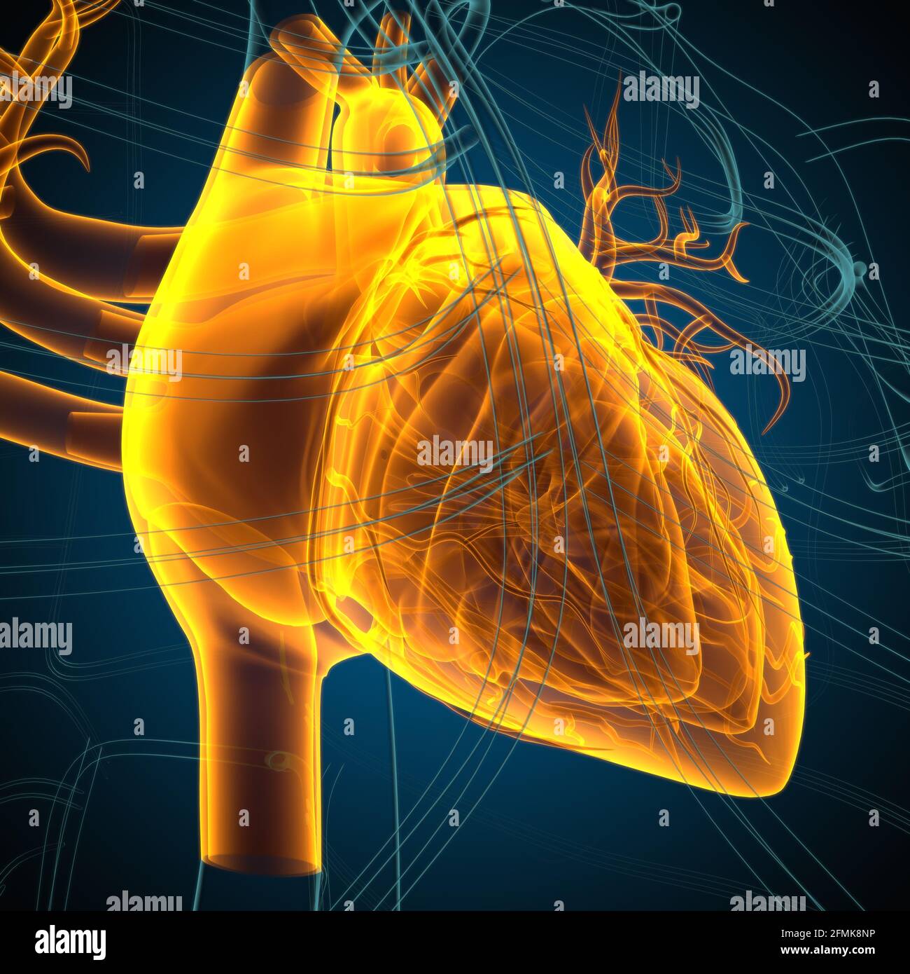 Human Heart Anatomy For Medical Concept 3D Illustration Stock Photo - Alamy