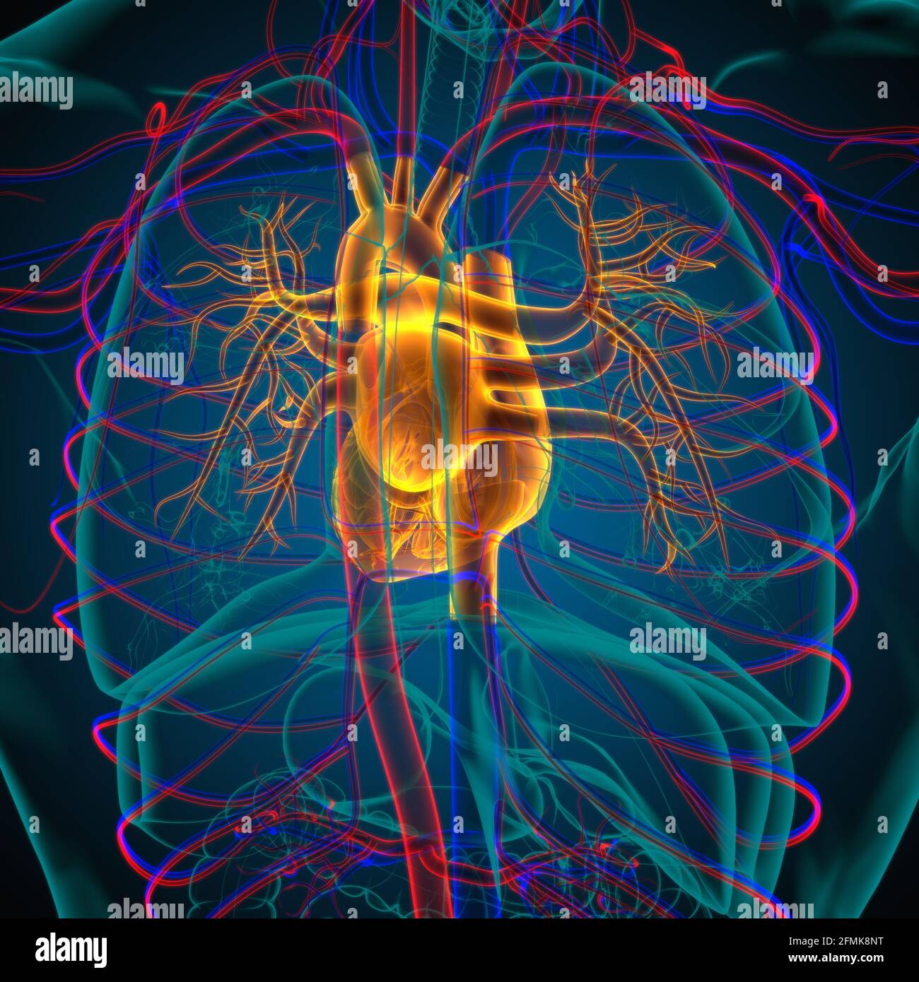 Human Heart Anatomy For Medical Concept 3D Illustration Stock Photo - Alamy