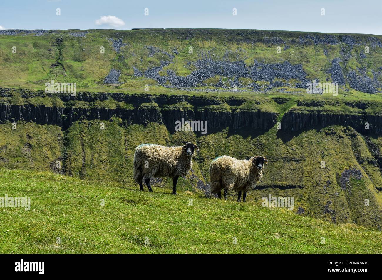 Sheep above the valley Stock Photo - Alamy