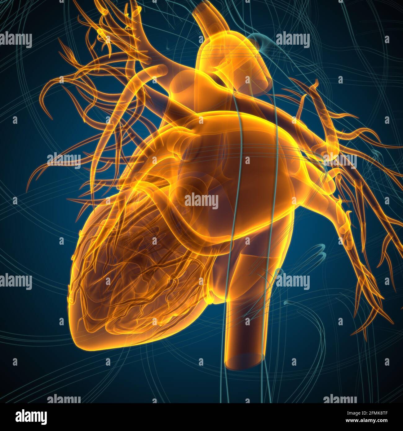 Human Heart Anatomy For Medical Concept 3D Illustration Stock Photo - Alamy