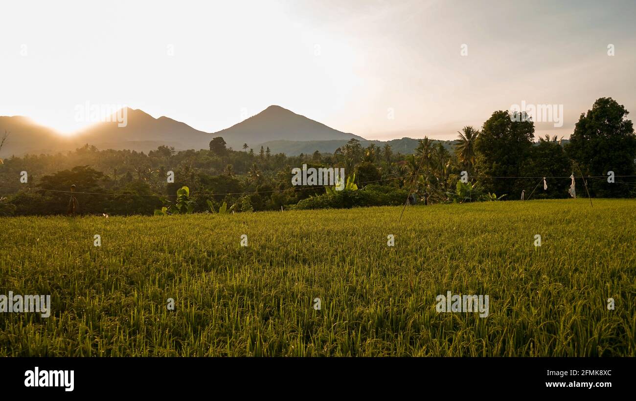 Rice field and mountain landscape at sunrise Stock Photo - Alamy
