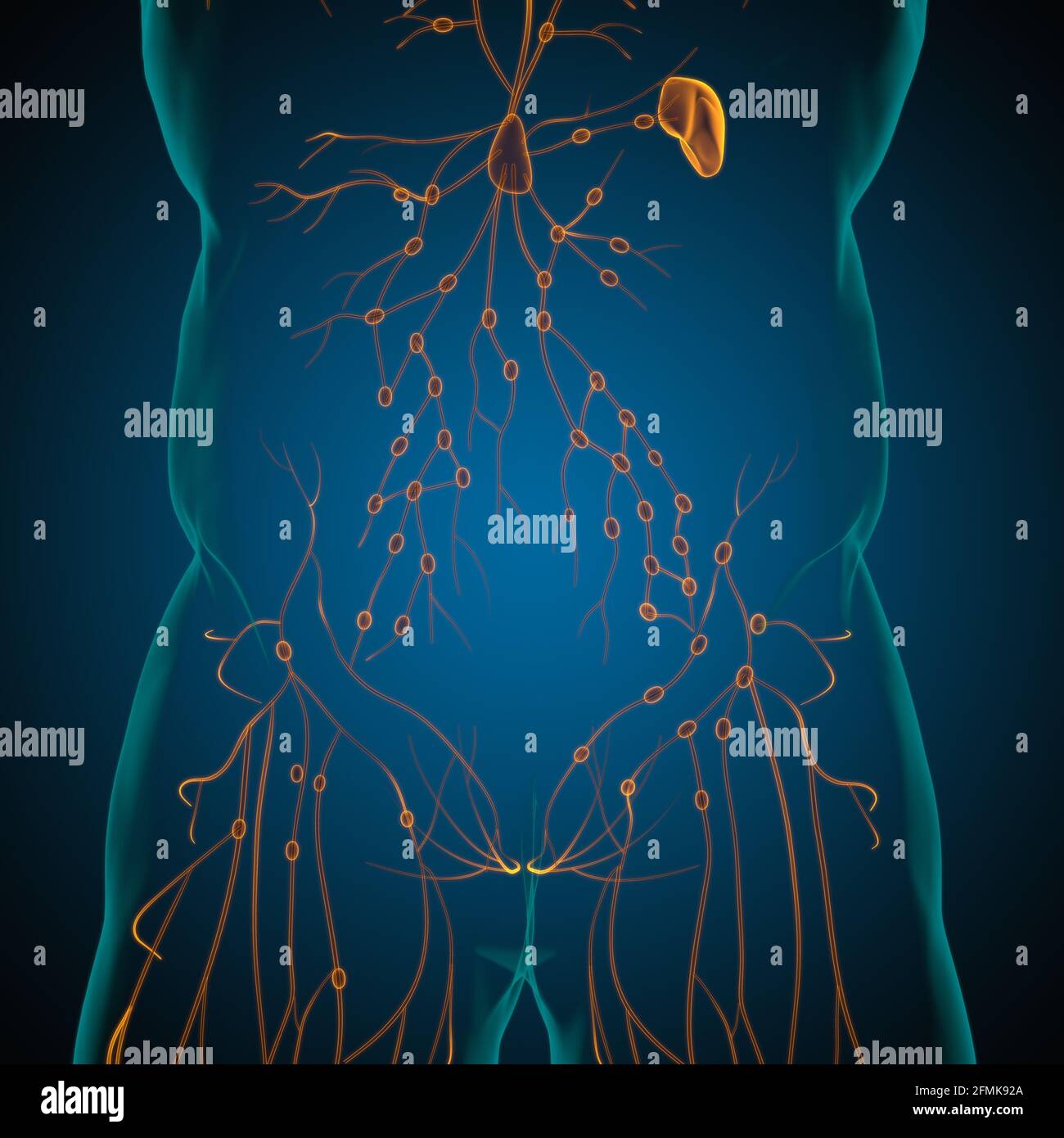 Human Lymph Nodes Anatomy For Medical Concept 3D Illustration Stock ...