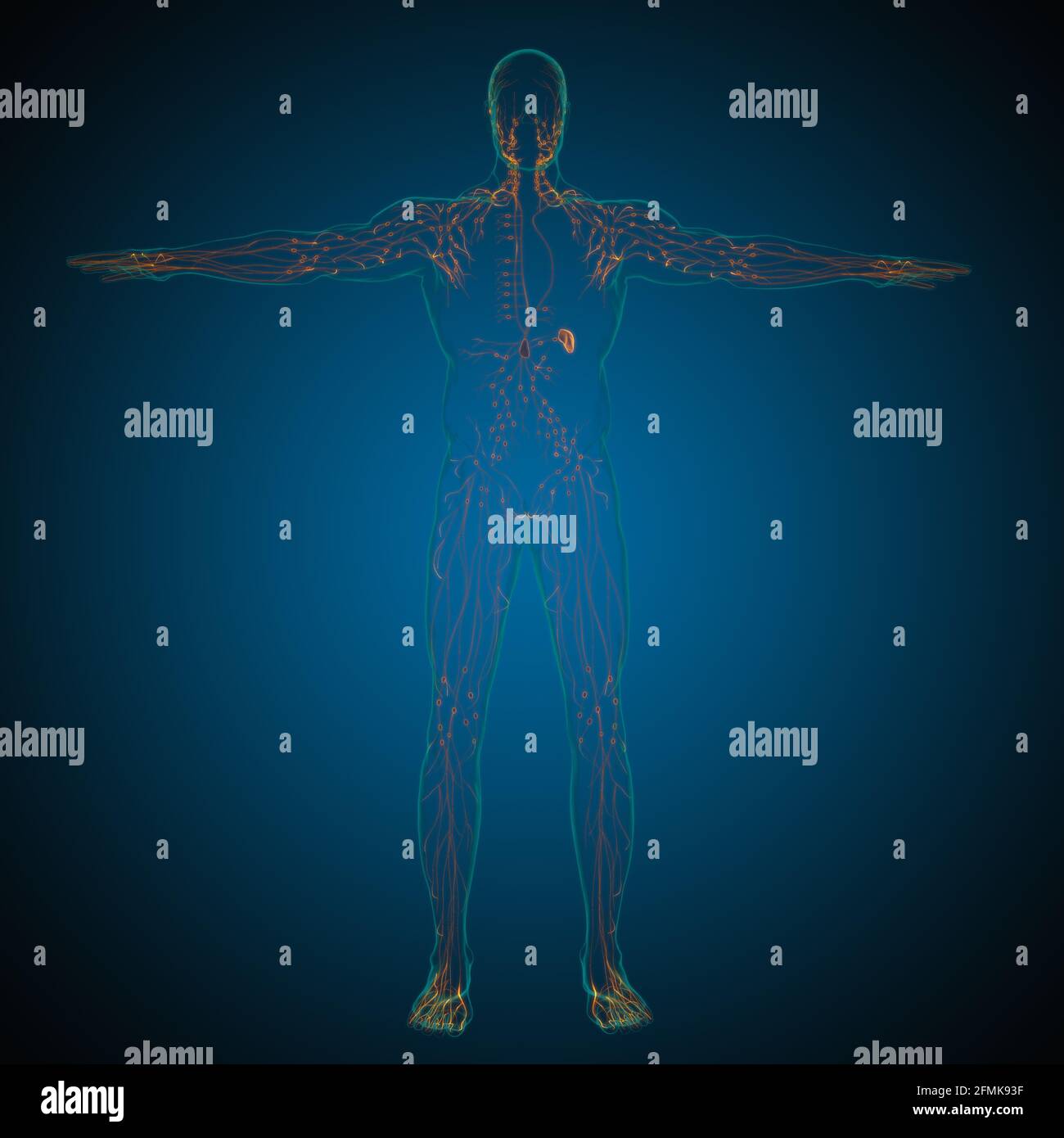 Human Lymph Nodes Anatomy For Medical Concept 3D Illustration Stock ...