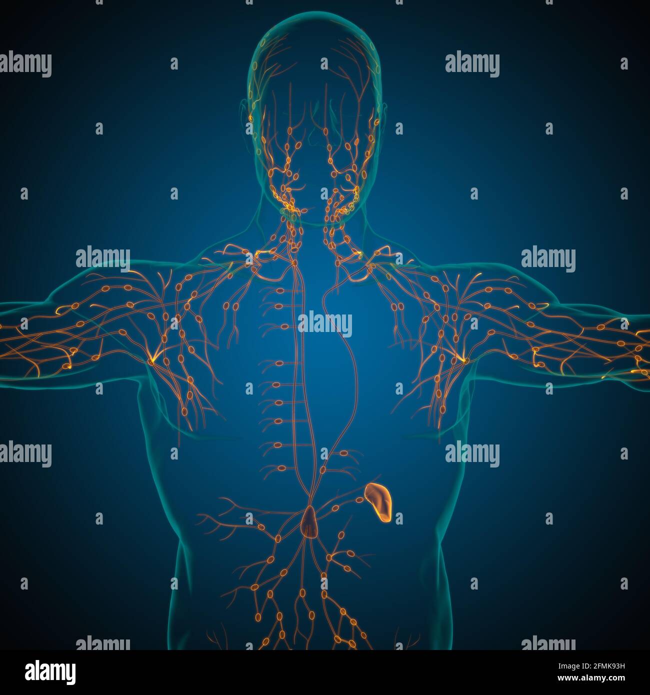 Human Lymph Nodes Anatomy For Medical Concept 3D Illustration Stock ...