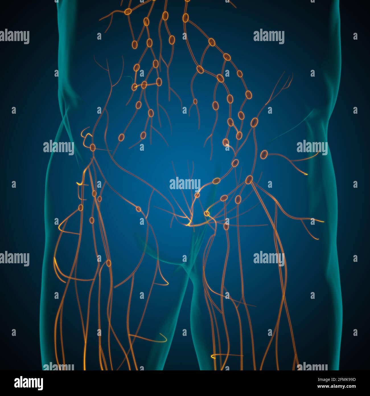 Human Lymph Nodes Anatomy For Medical Concept 3D Illustration Stock ...