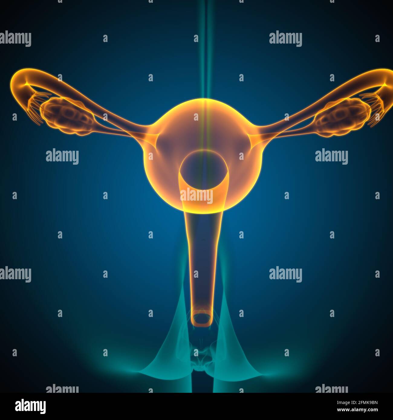 Female Reproductive System Anatomy For Medical Concept 3d Illustration