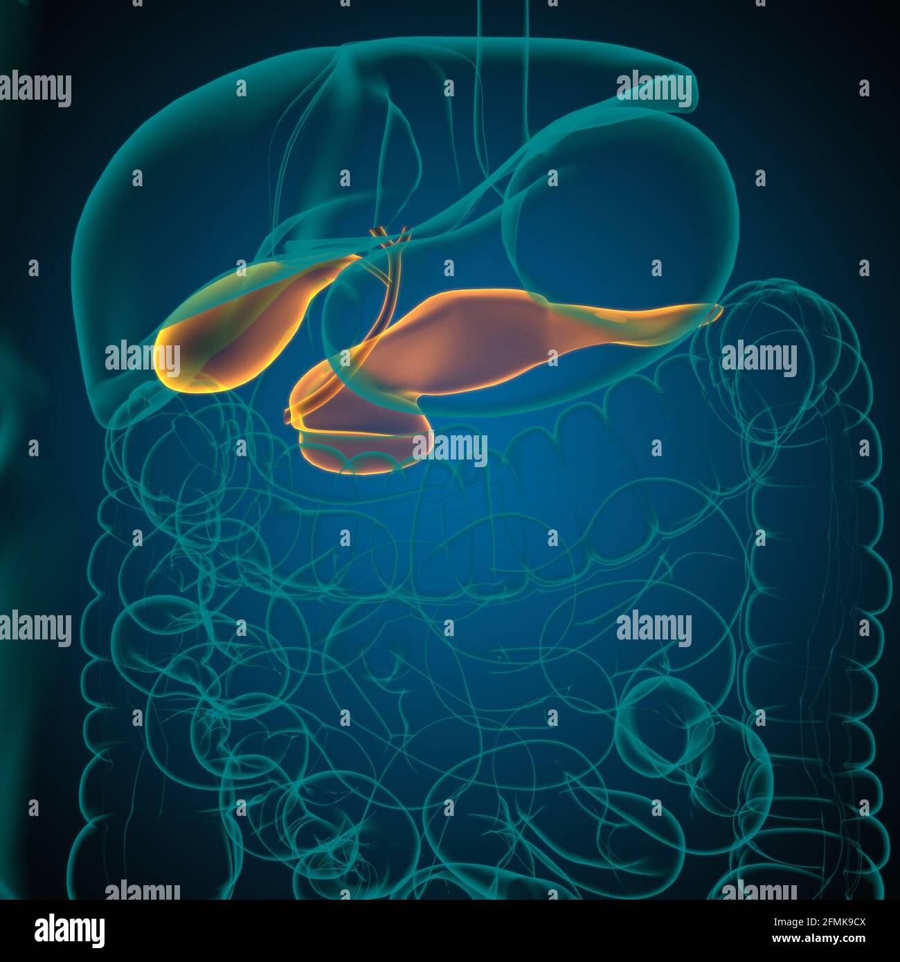 Gall Bladder Human Digestive System Anatomy For Medical Concept 3D ...
