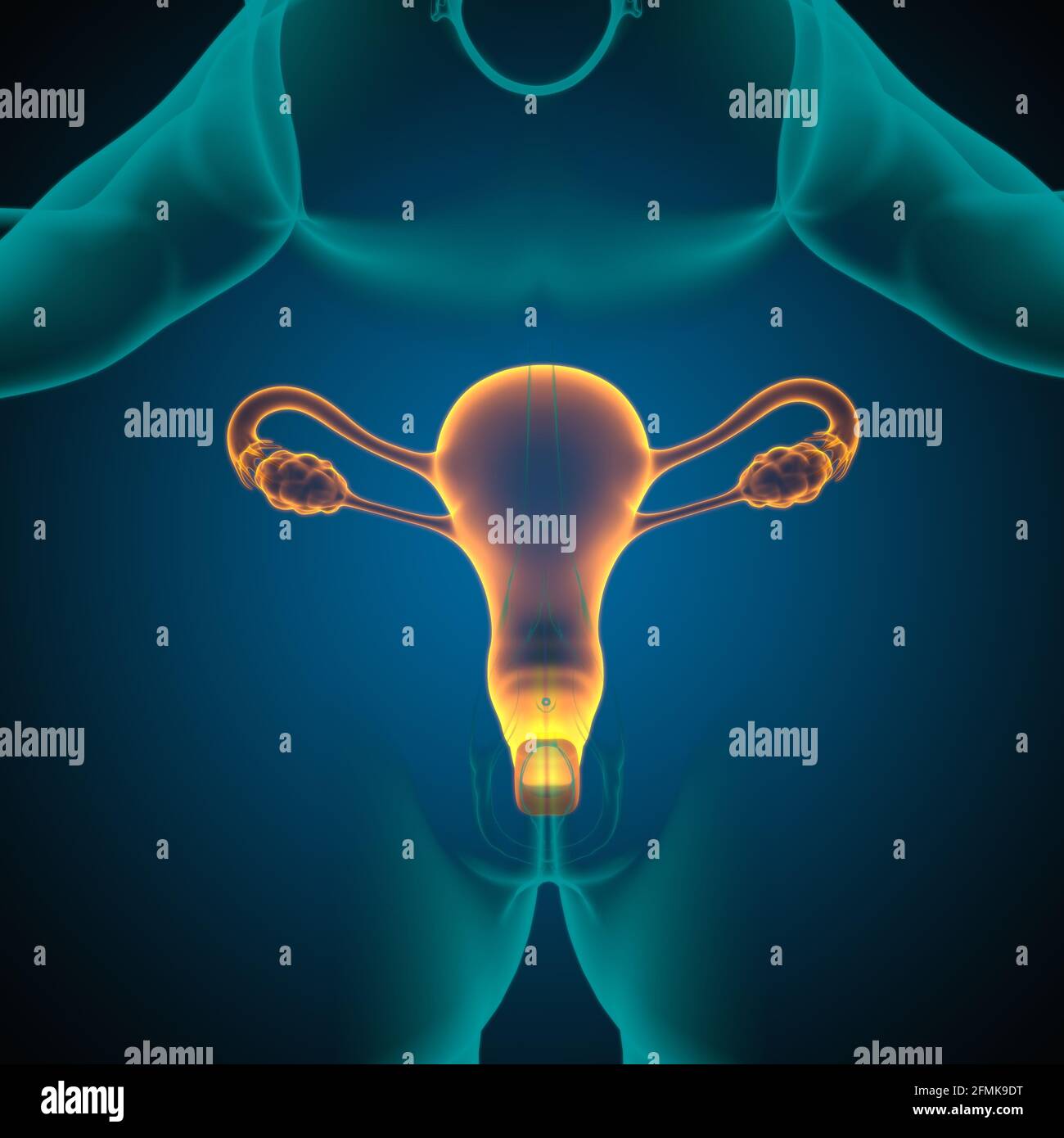 Female Reproductive System Anatomy For Medical Concept 3d Illustration
