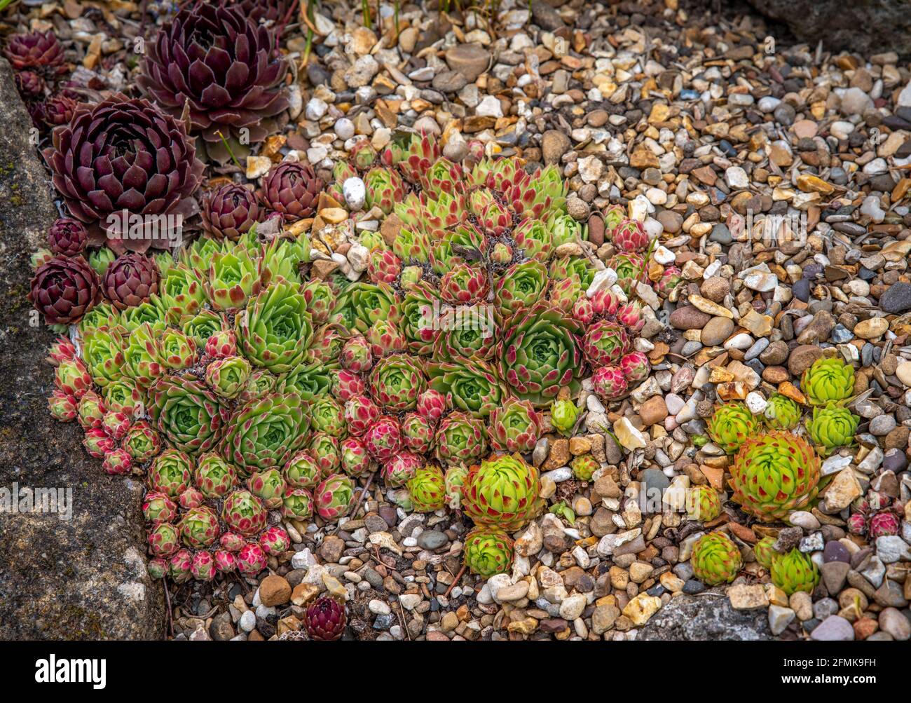 Different foliage textures and colours often seen growing on 'green ...