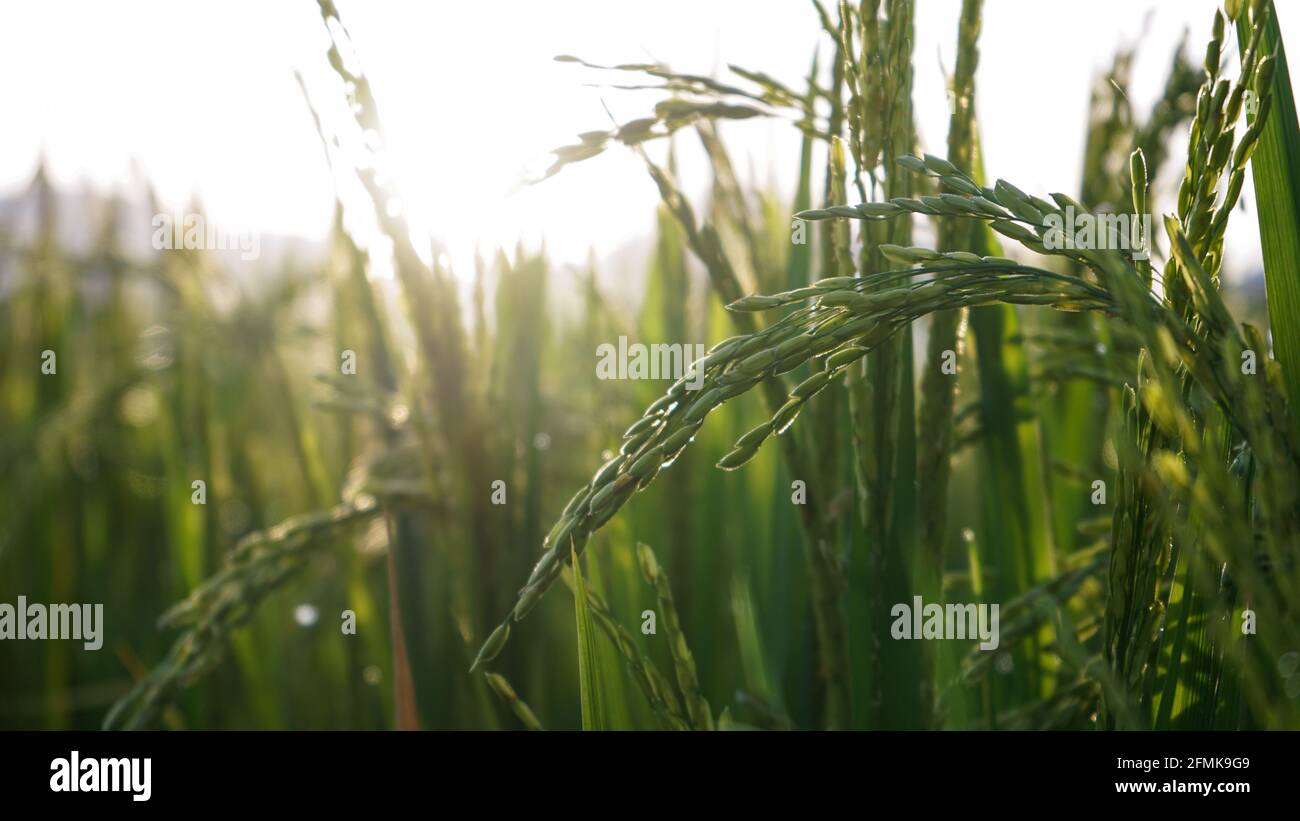 Rice and dew in the fields in the morning Stock Photo - Alamy
