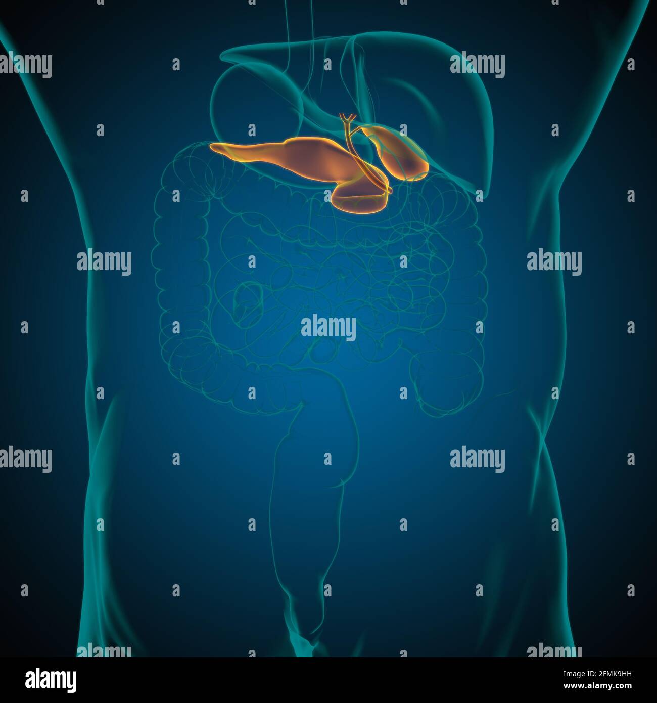 Gall Bladder Human Digestive System Anatomy For Medical Concept 3D ...