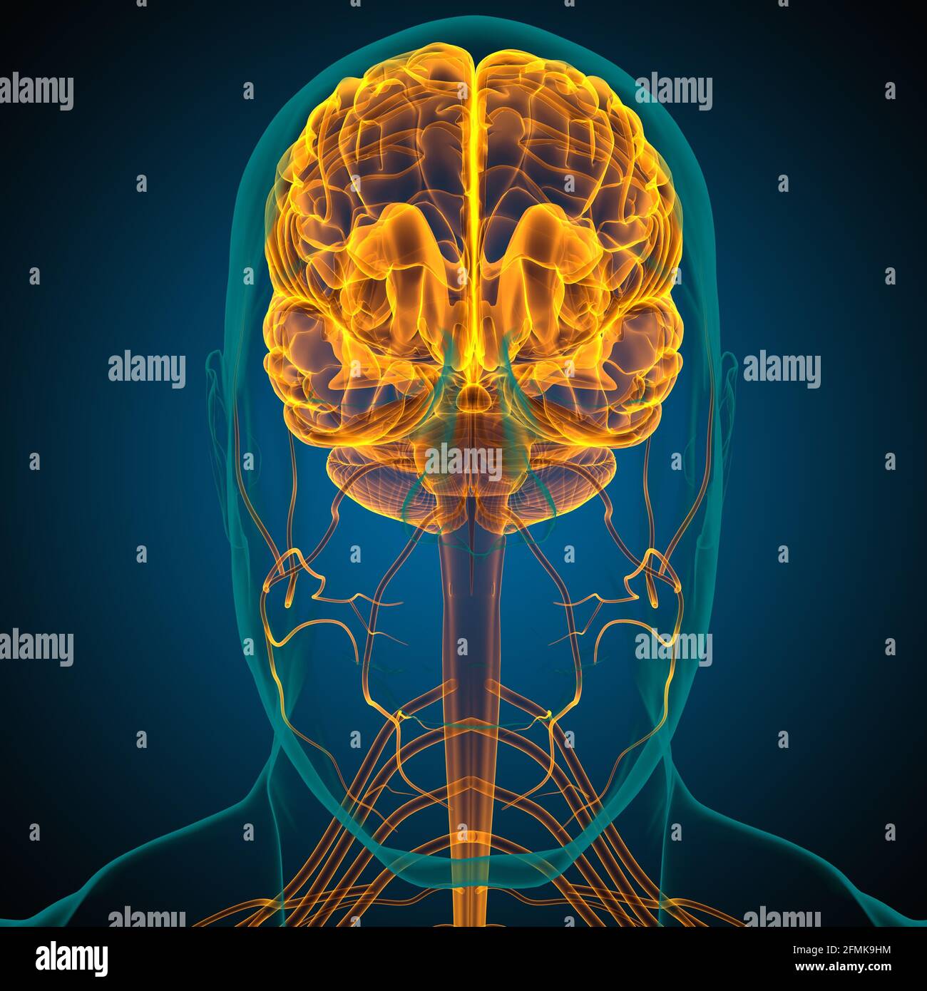 Human Brain Anatomy For Medical Concept 3D Illustration Stock Photo - Alamy
