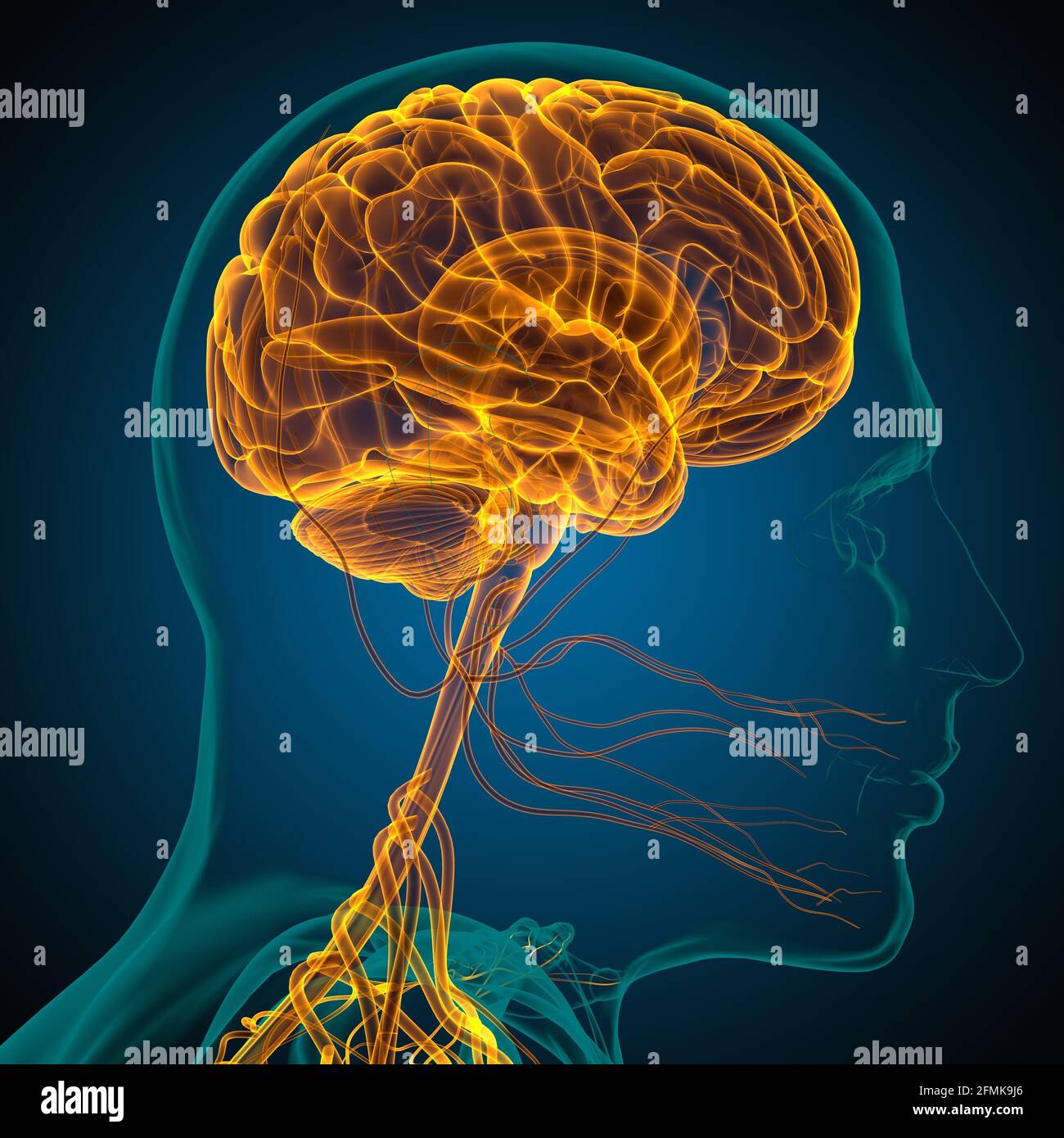 Human Brain Anatomy For Medical Concept 3D Illustration Stock Photo - Alamy