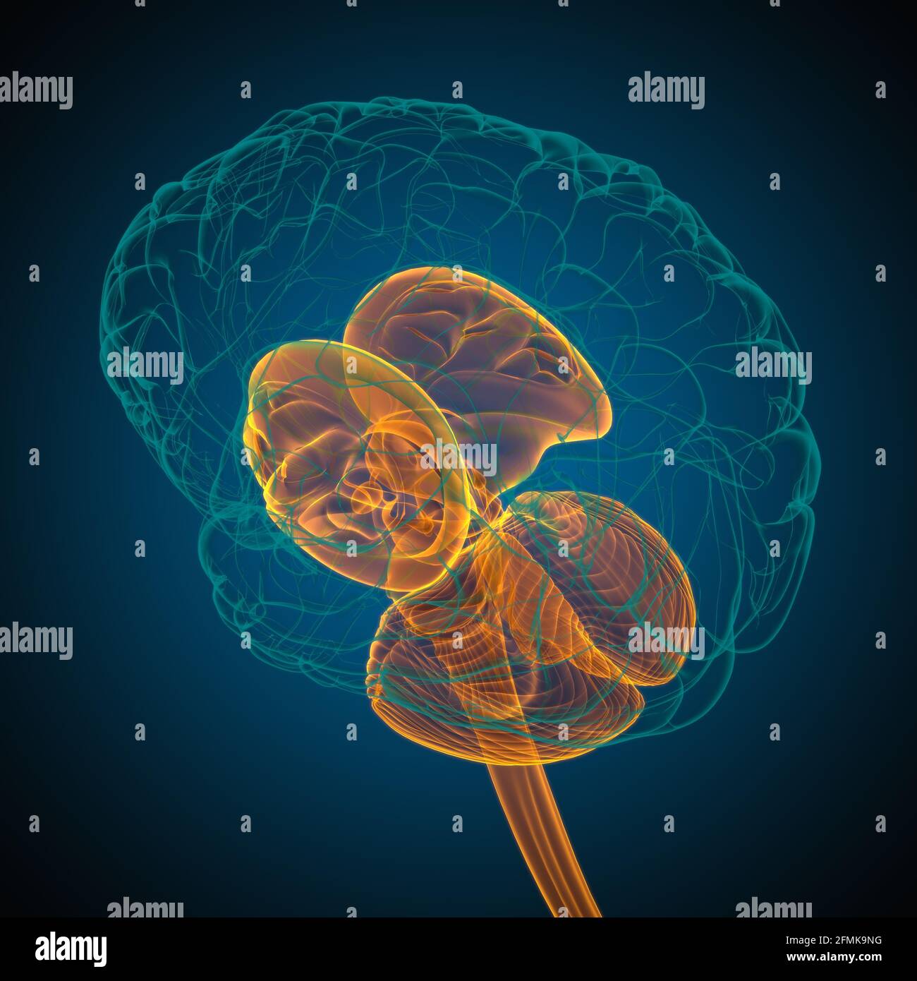 Human Brain inner parts Anatomy For Medical Concept 3D Illustration ...