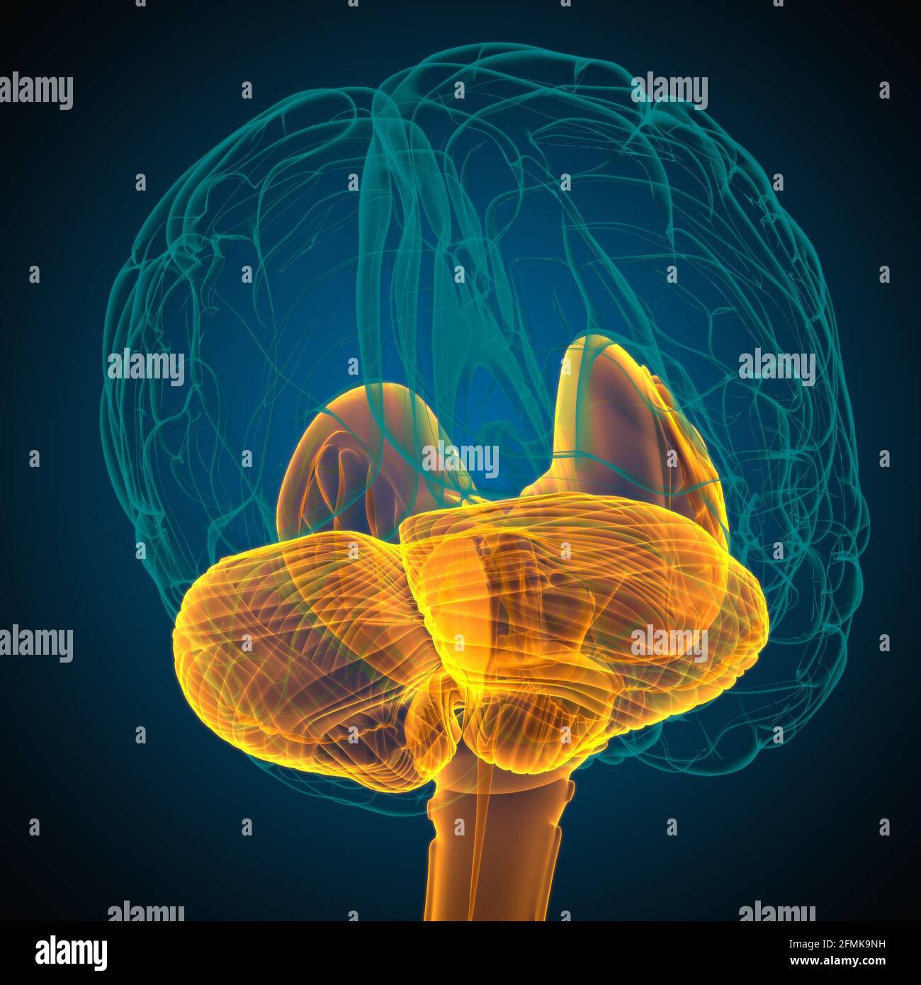 Human Brain inner parts Anatomy For Medical Concept 3D Illustration ...