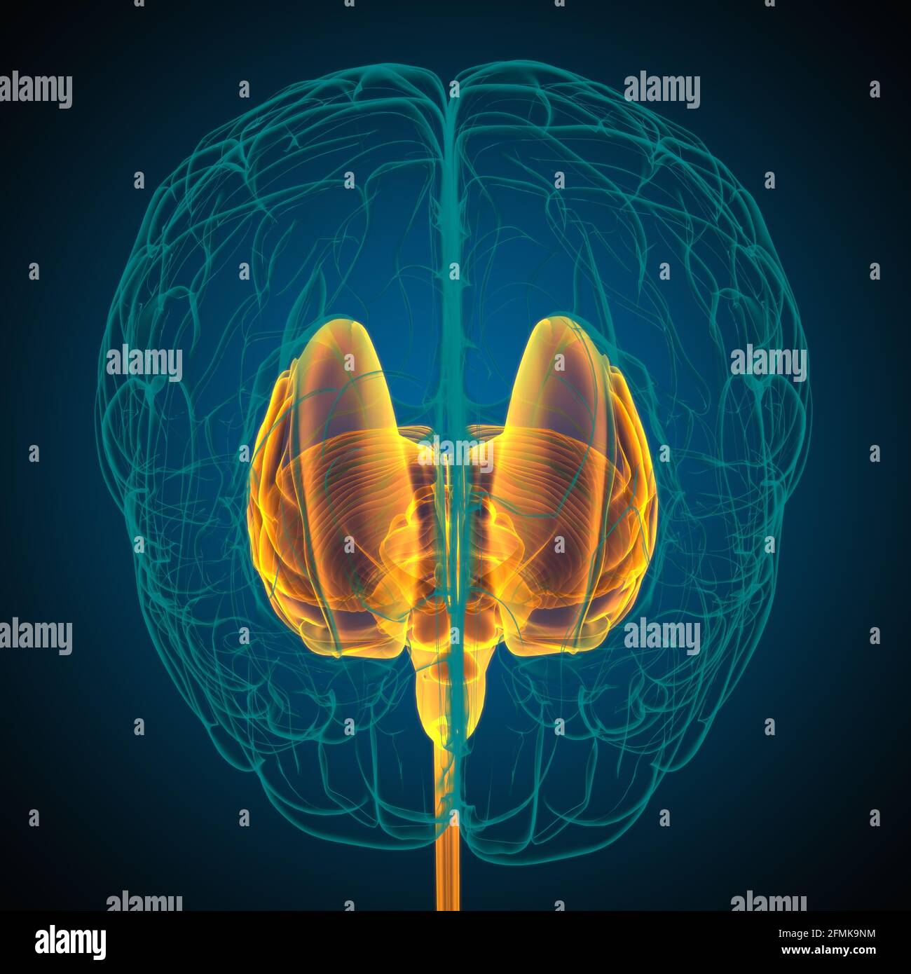 Human Brain inner parts Anatomy For Medical Concept 3D Illustration ...