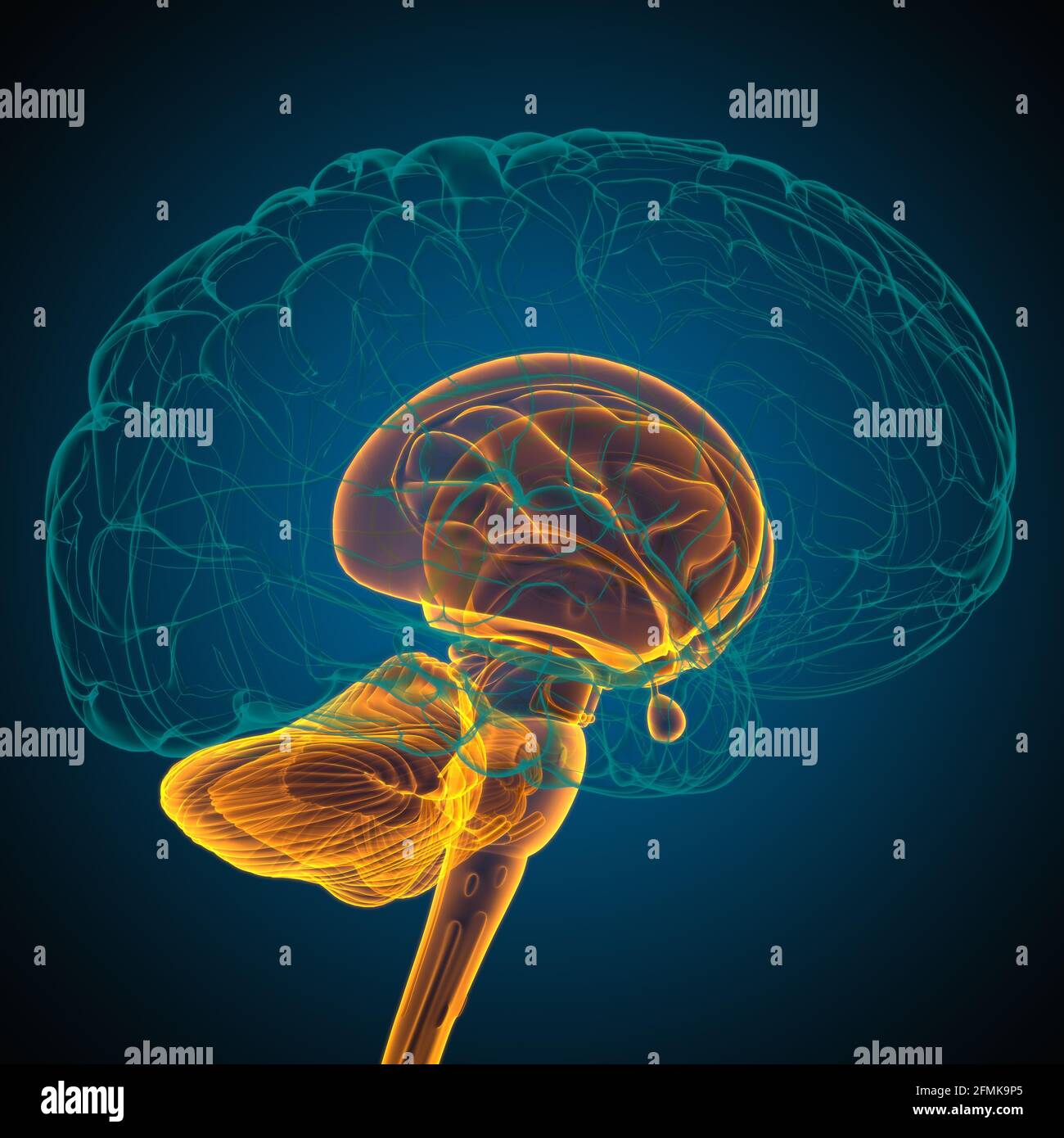 Human Brain inner parts Anatomy For Medical Concept 3D Illustration ...