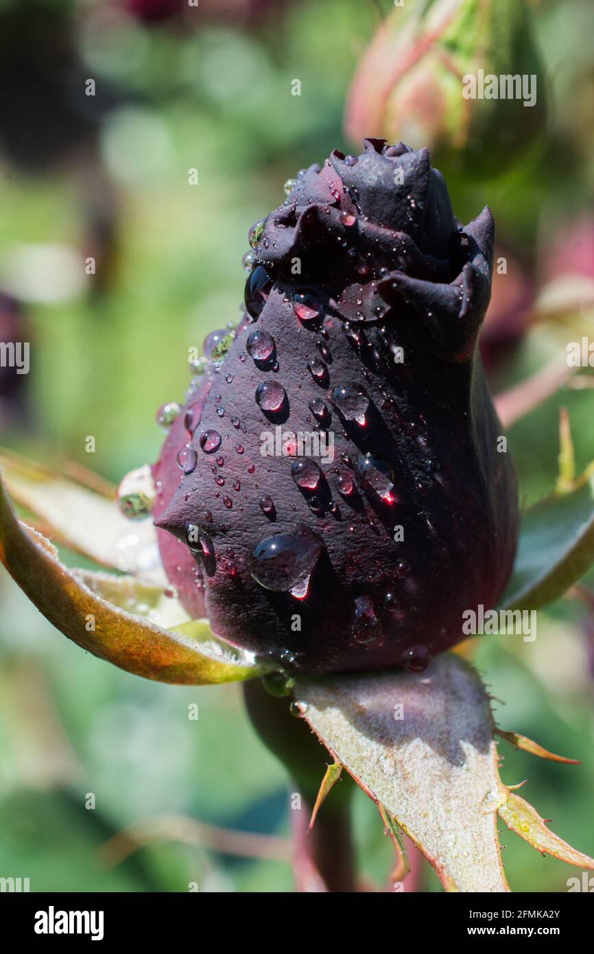 Blooming beautiful colorful rose bud in garden background Stock Photo ...