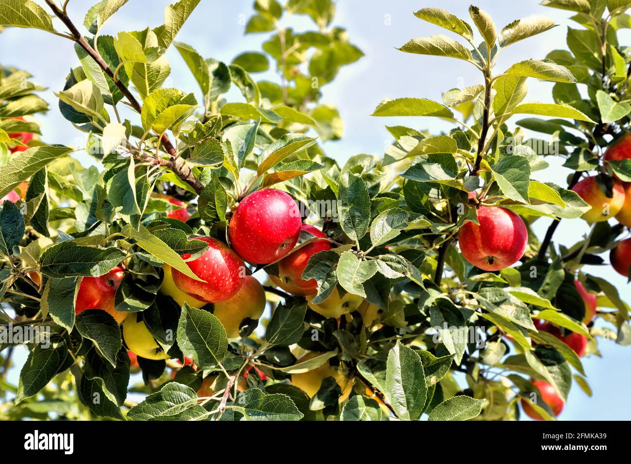 Red ripe apples in a tree Stock Photo - Alamy