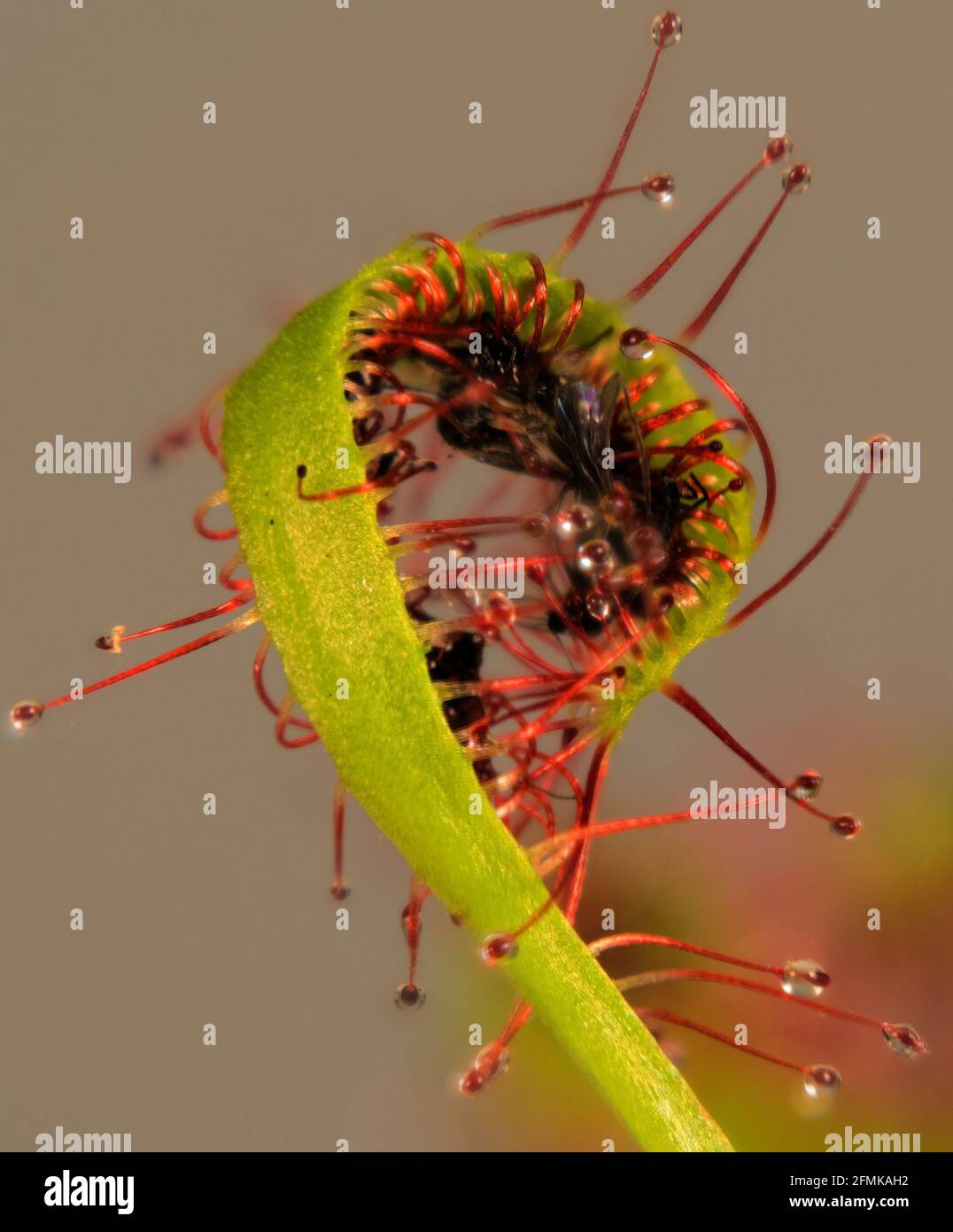 Macro of the Sundew with prey Stock Photo - Alamy