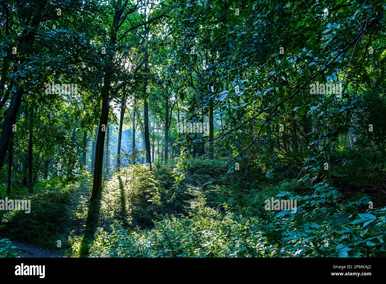 Dappled light hi-res stock photography and images - Alamy