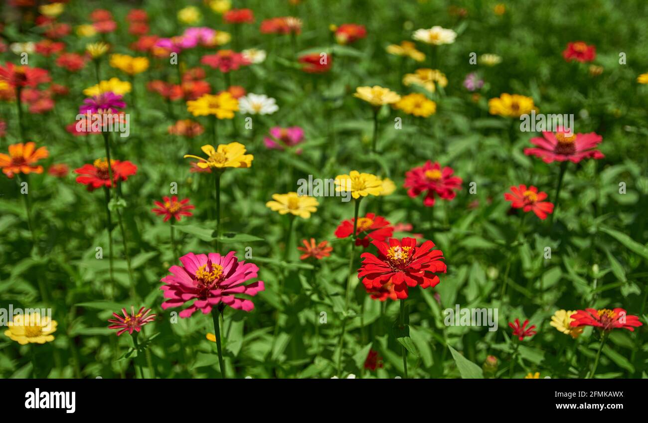field of colorful Zinnia flowers in bloom Stock Photo - Alamy