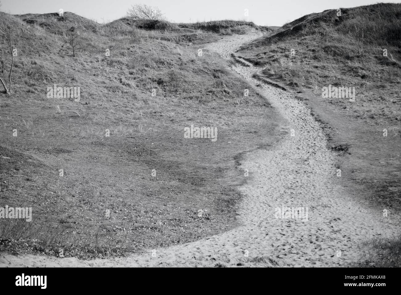 The Sand Dunes In Merthyr Mawr Bridgend A Designated Nature Reserve With Grasses And Plants
