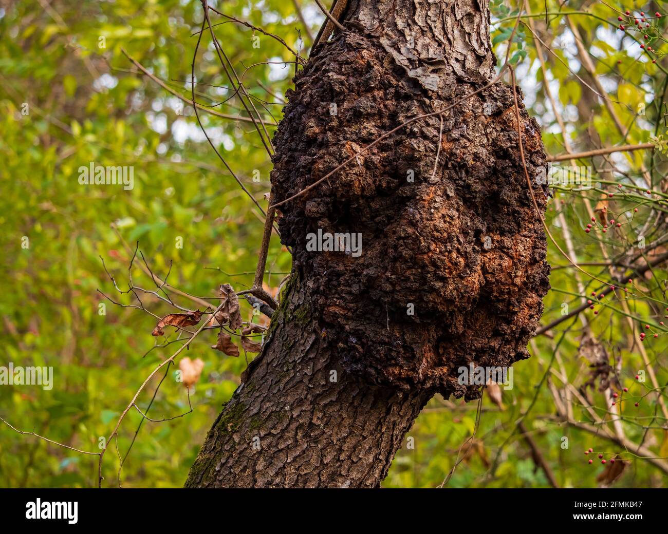Face in a tree, pareidolia, at Landis Woods Trail in Lancaster County ...