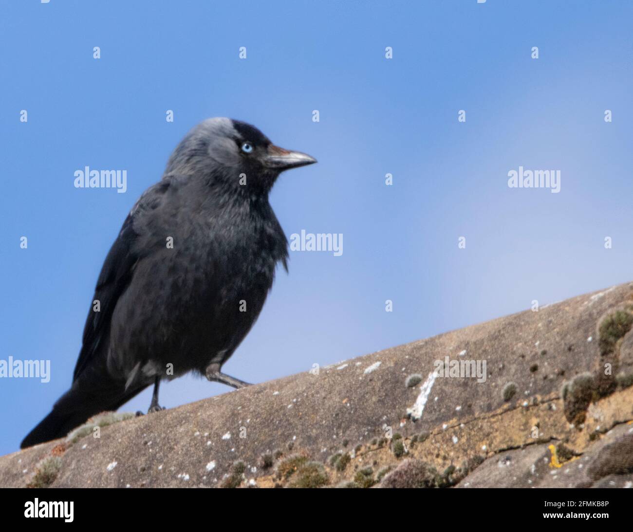 Juvenile jackdaw hi-res stock photography and images - Alamy
