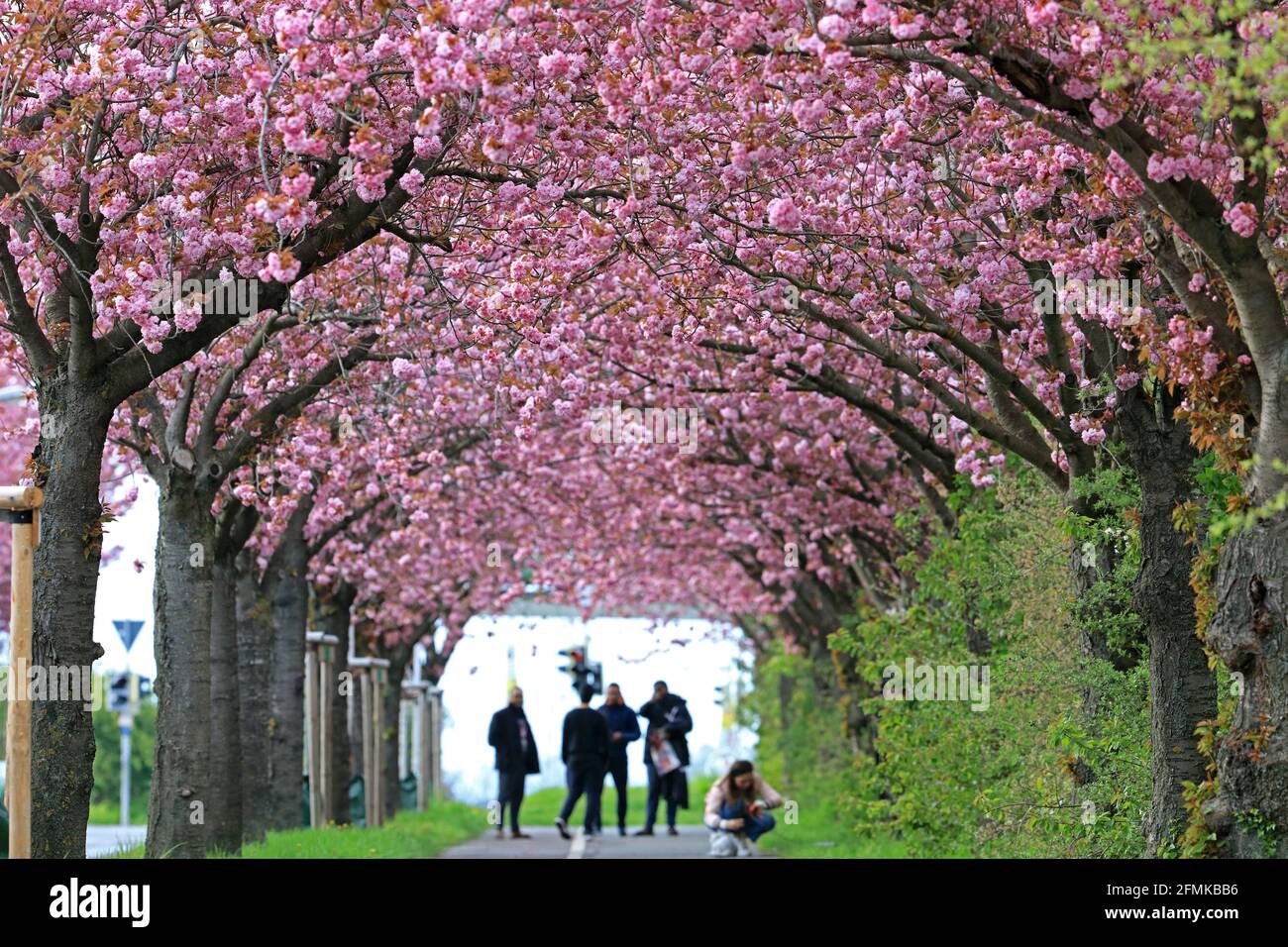 Magdeburg, Germany. 02nd May, 2021. Japanese clove cherries are in full ...