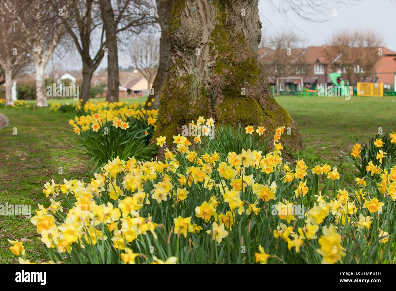 The Village of Tatsfield in Surrey, England, Uk, showing daffodils on ...