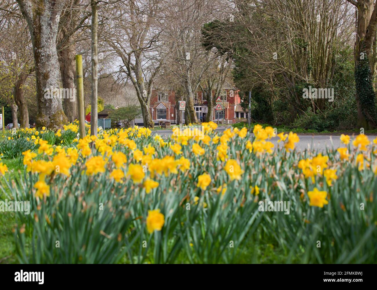 The Village of Tatsfield in Surrey, England, Uk, showing daffodils on ...