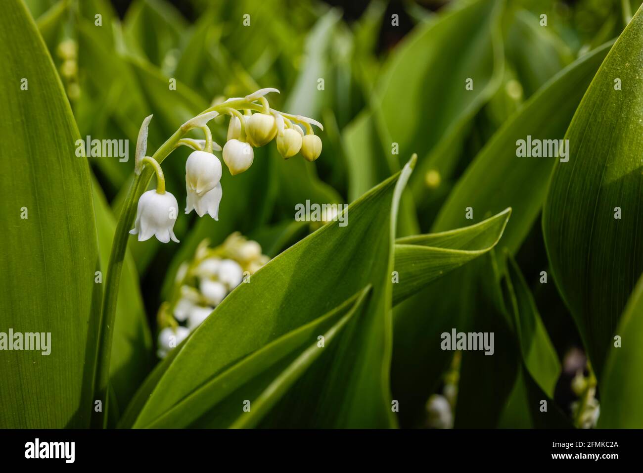 Delicate small white bell-shaped flowers of lily of the valley ...