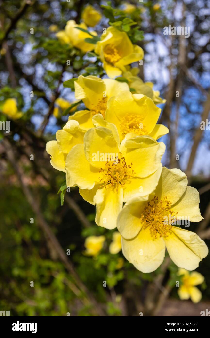 Yellow single rose hi-res stock photography and images - Alamy