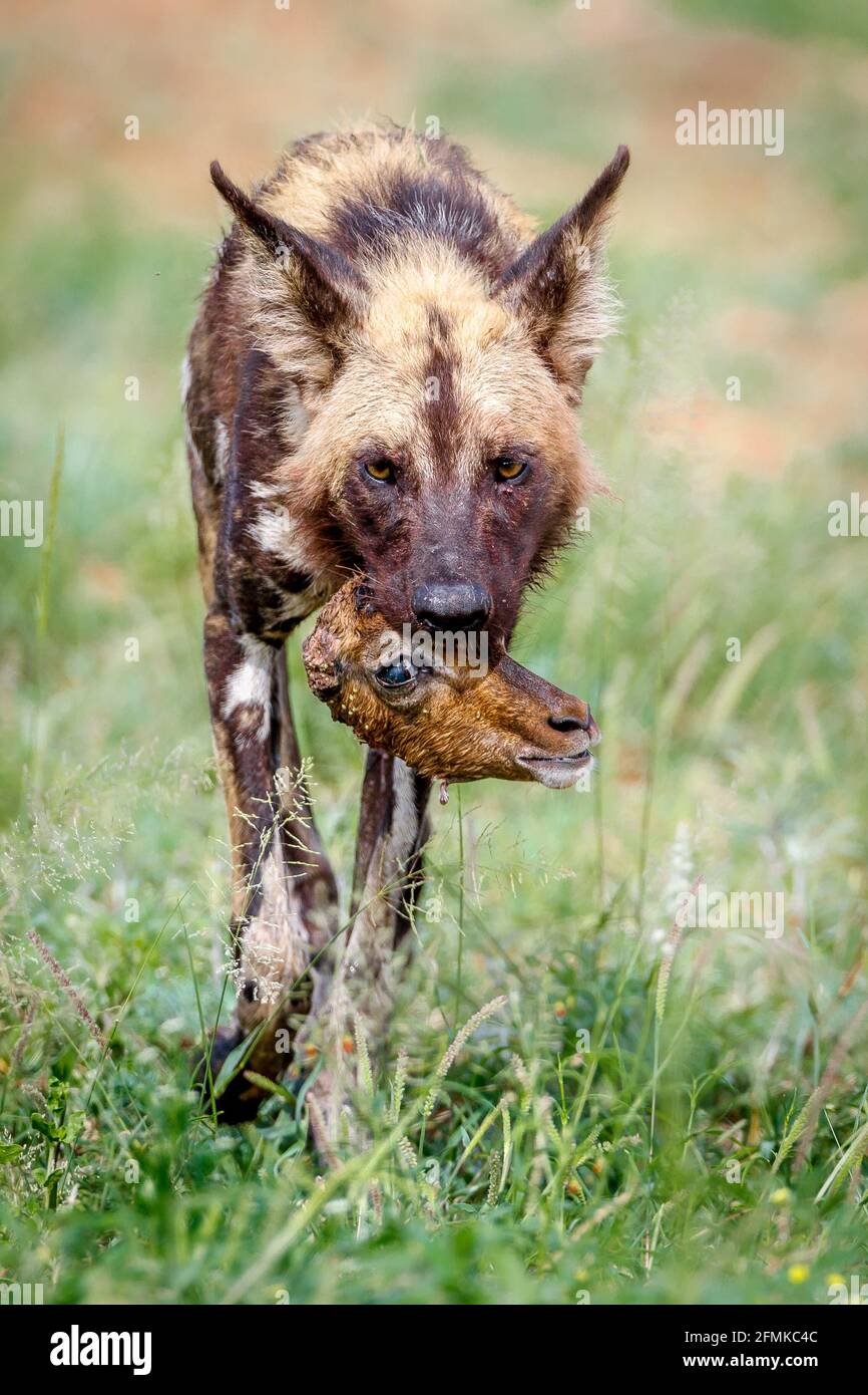 Chad africa dog hi-res stock photography and images - Alamy