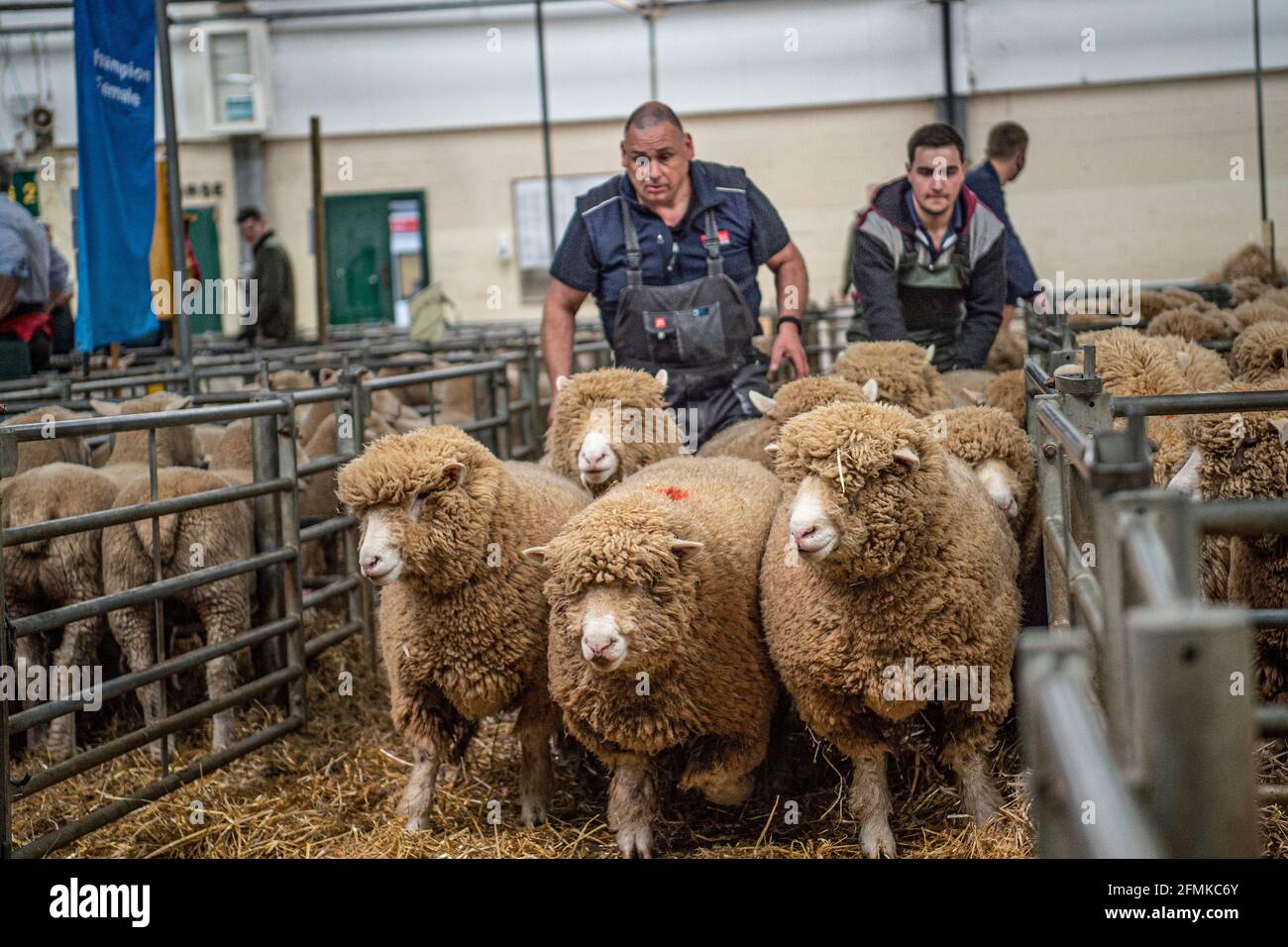 sheep at sheep market Stock Photo - Alamy