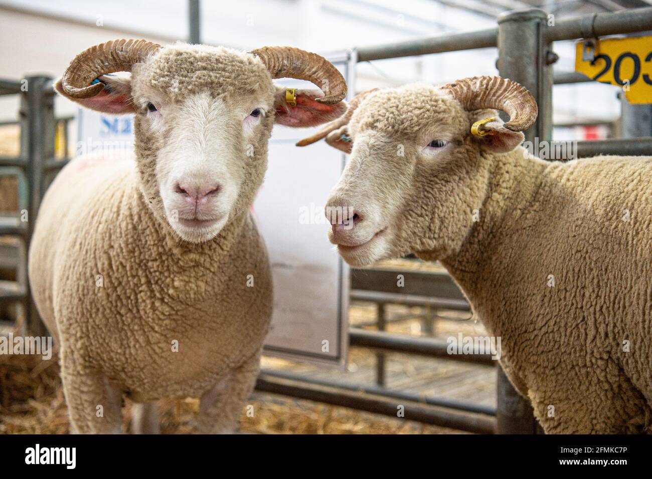 Dorset horn ewe sheep Stock Photo - Alamy